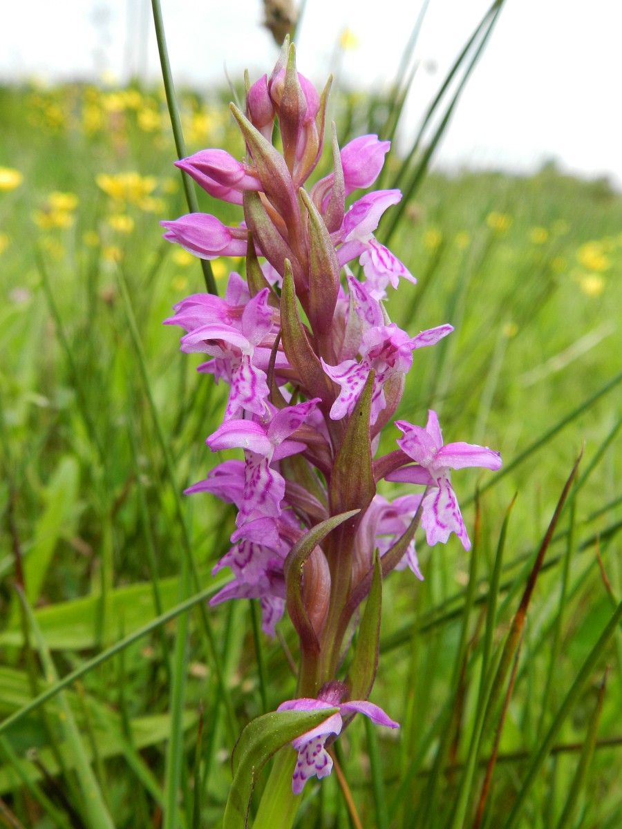 Dactylorhiza majalis, Broad-leaved Marsh-orchid